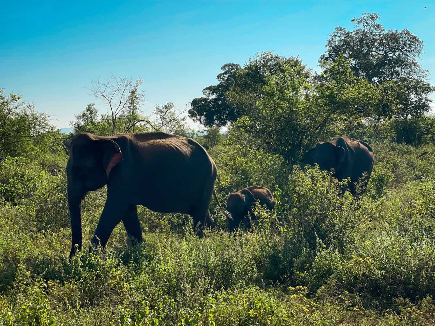 Udawalawe: The Best Elephant Safari in Sri Lanka in 2023